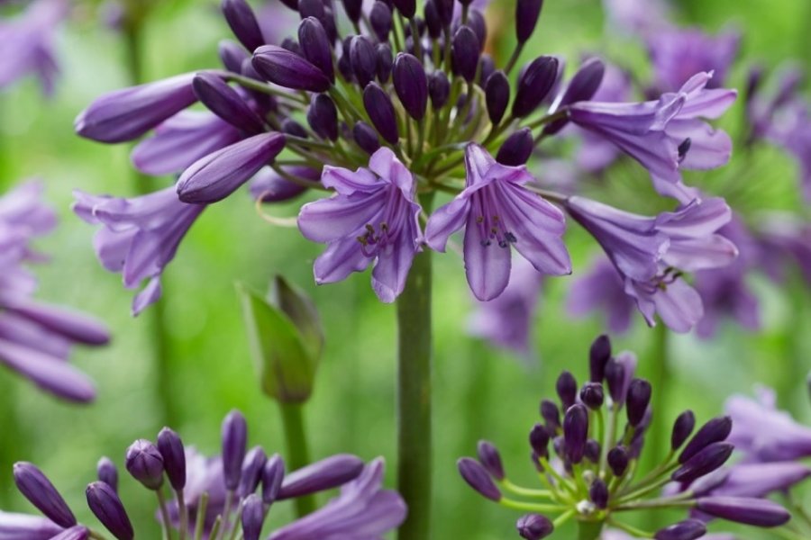 Agapanthus Africanus Blauwe Tuberoos Of Kaapse Lelie - Weekaanbod - De ...