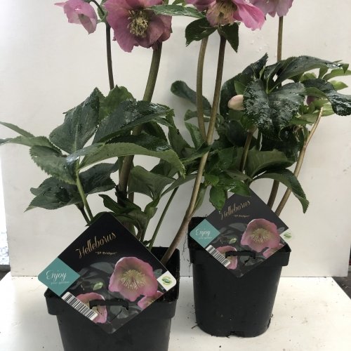 Agapanthus Africanus Blauwe Tuberoos Of Kaapse Lelie - Weekaanbod - De ...
